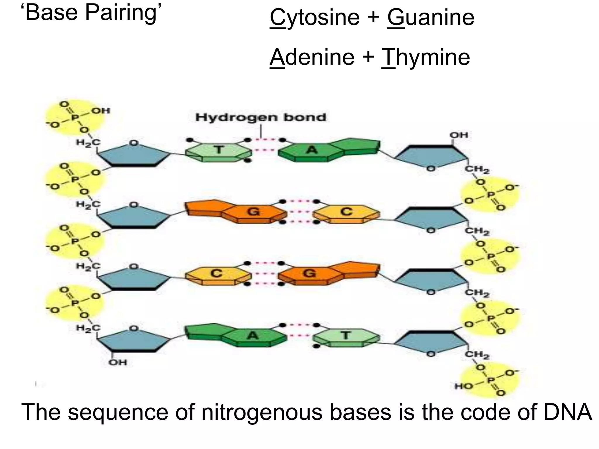 Intro to DNA.ppt