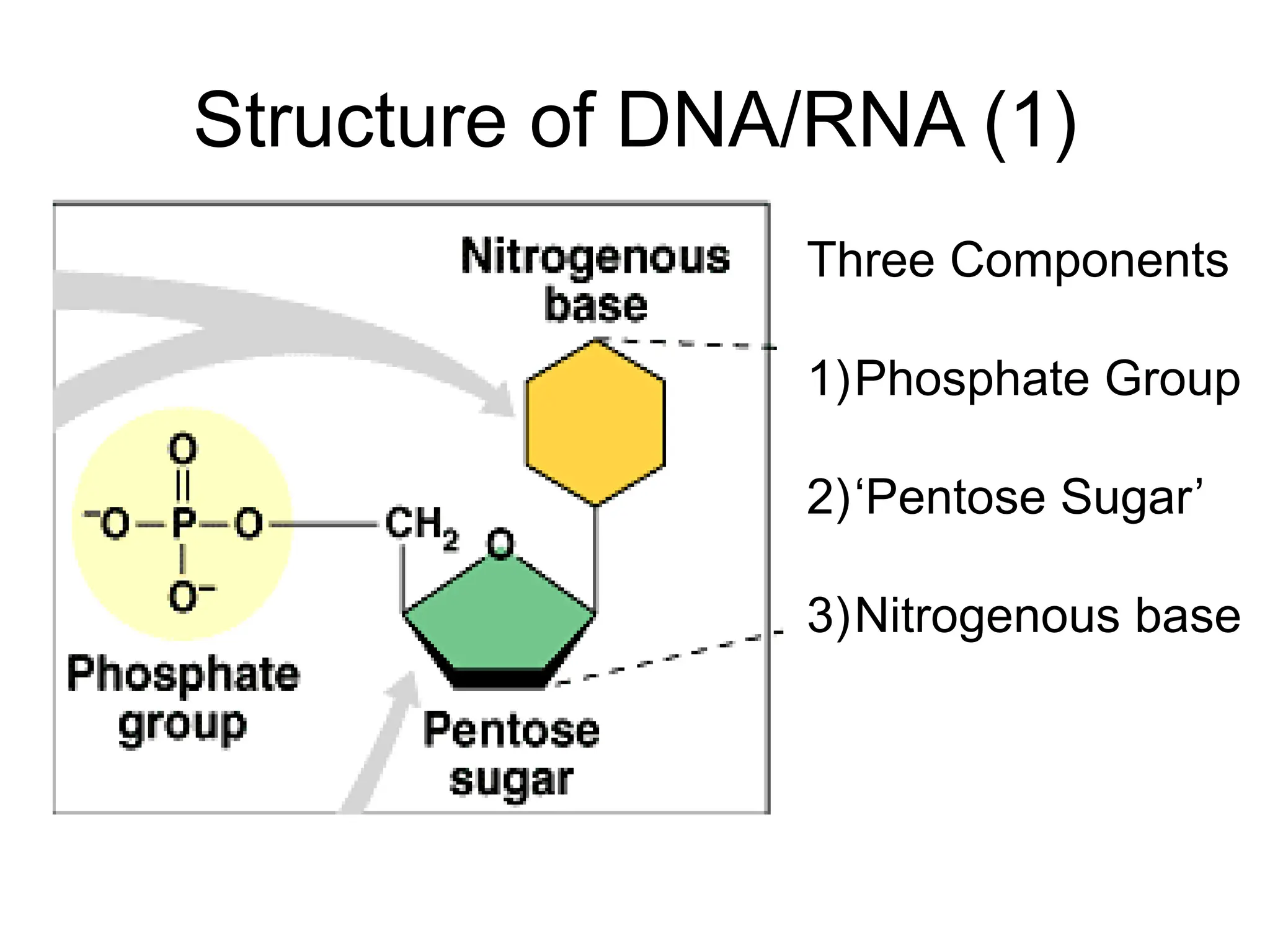 Intro to DNA.ppt for grade 10 presentation slides | PPT