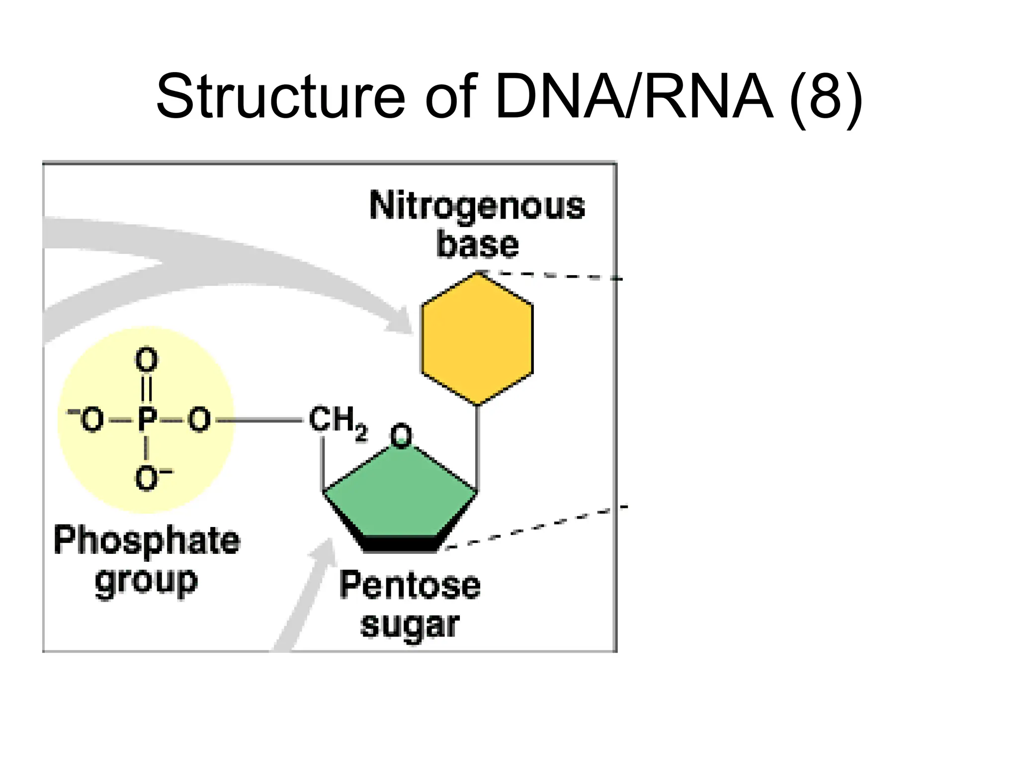 Intro to DNA.ppt for grade 10 presentation slides | PPT