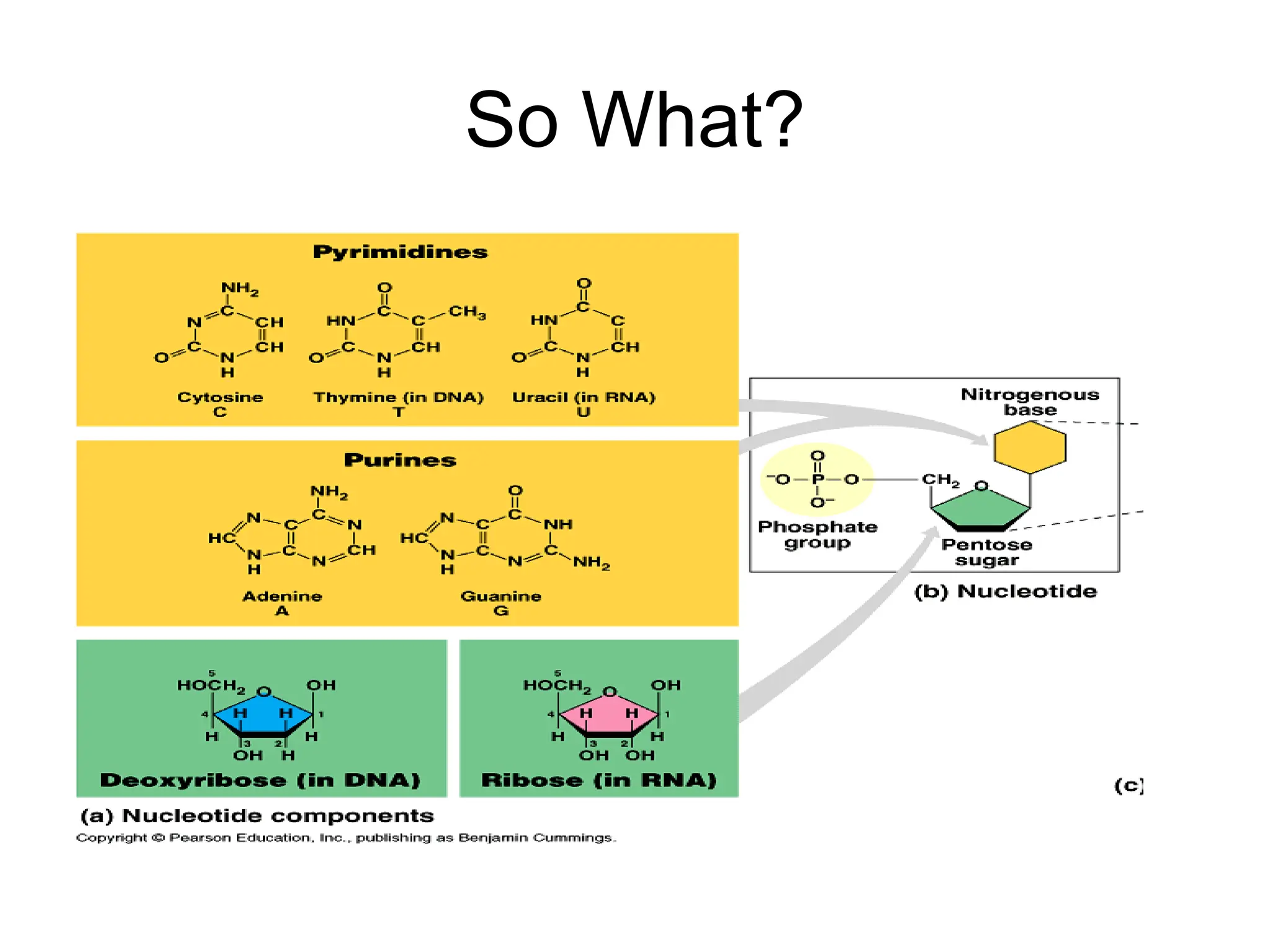Intro to DNA.ppt for grade 10 presentation slides | PPT | Chemistry ...