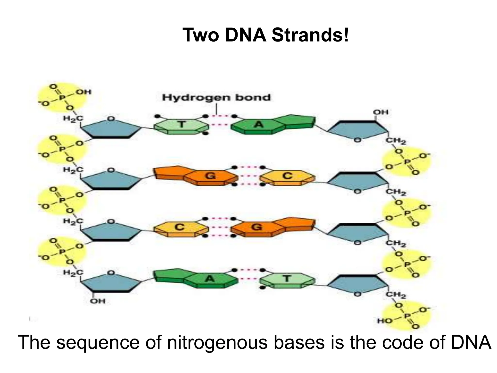 Intro to DNA.ppt for grade 10 presentation slides | PPT | Chemistry ...