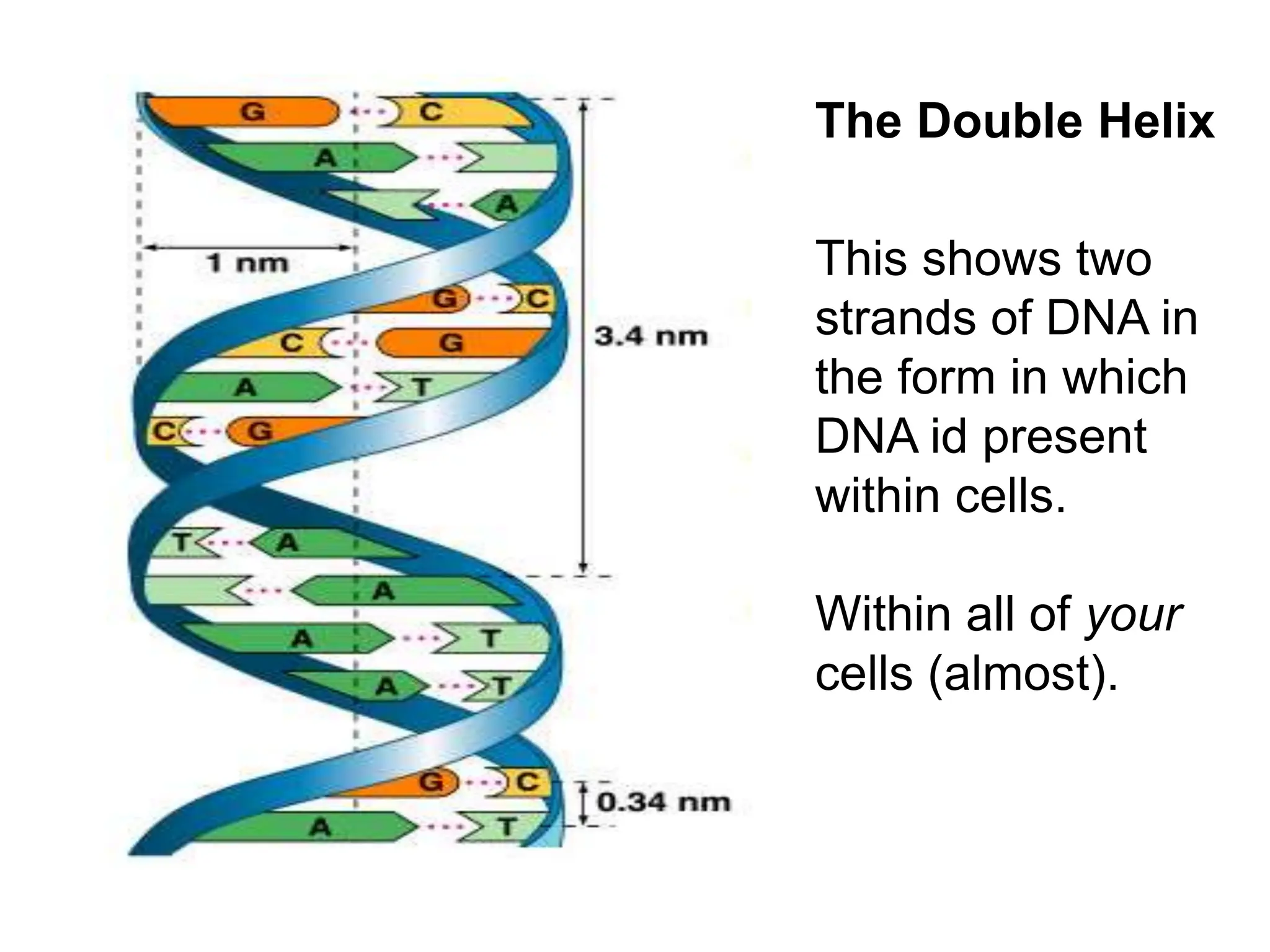 Intro to DNA.ppt for grade 10 presentation slides | PPT | Chemistry ...