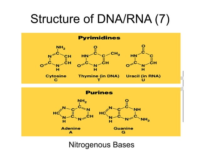 Intro to DNA.ppt for grade 10 presentation slides | PPT | Chemistry ...