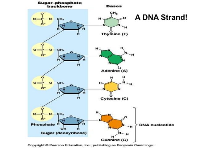 Intro to DNA.ppt for grade 10 presentation slides | PPT | Chemistry ...