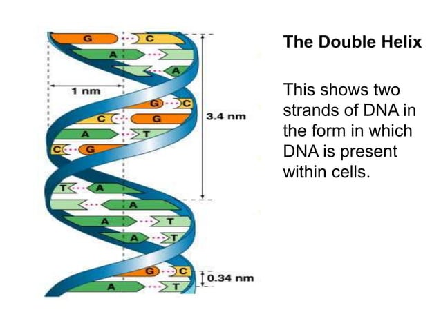 Intro to DNA.ppt for grade 10 presentation slides | PPT | Chemistry ...