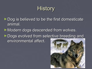 Intro to dogs | PPT