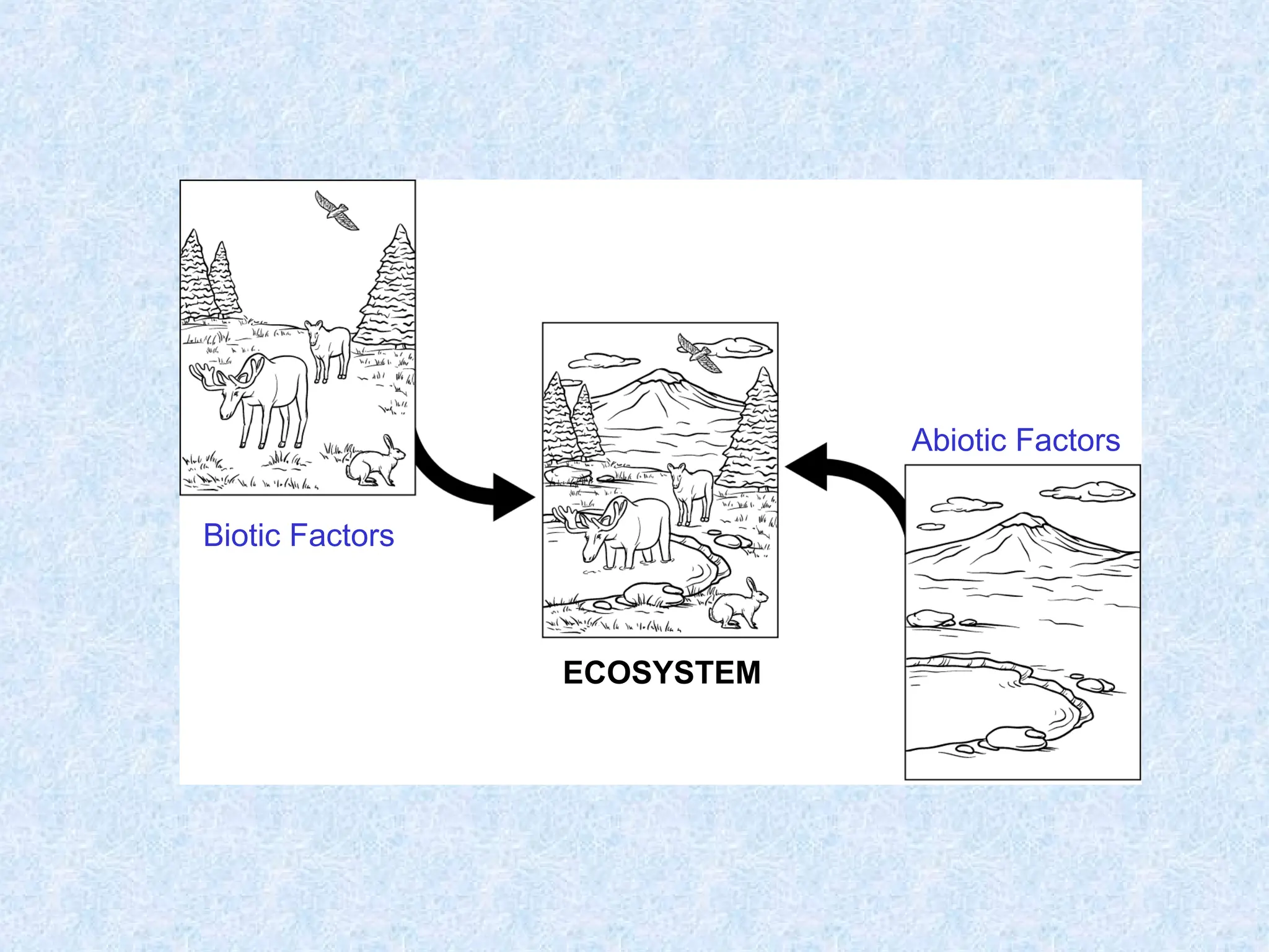 introduction to ecology. Principles of ecologyppt | PPT