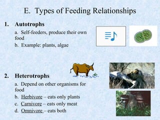introduction to ecology. Principles of ecologyppt | PPT