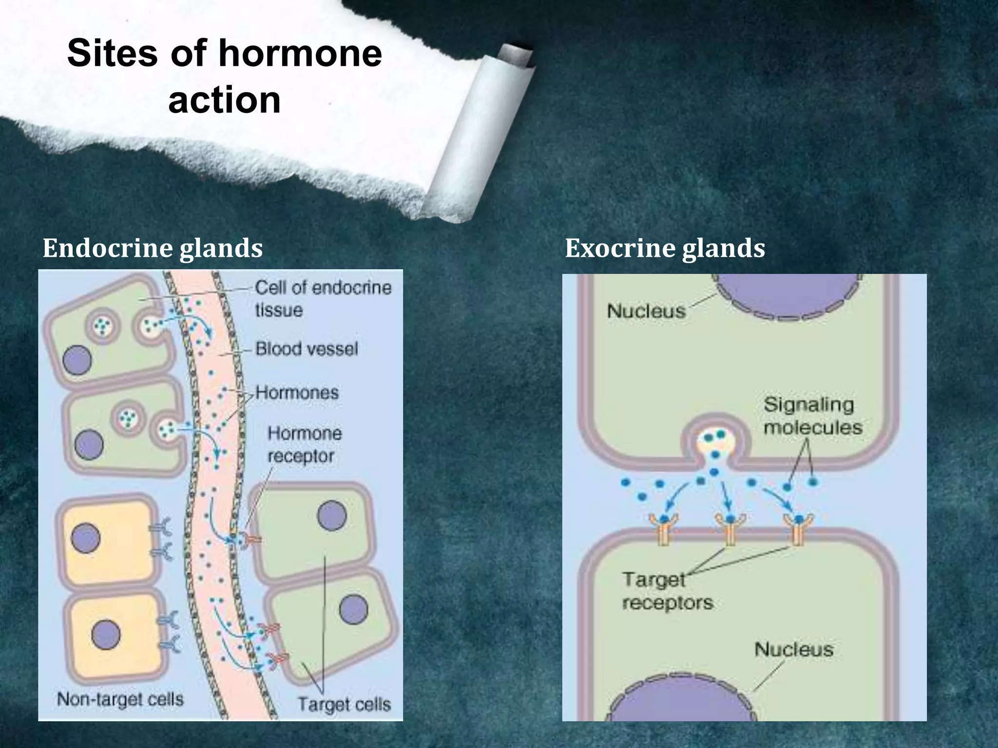 Introduction to endocrinology | PPTX