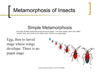 Intro to Entomology.ppt