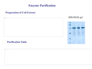 intro_to_enzymes.ppt
