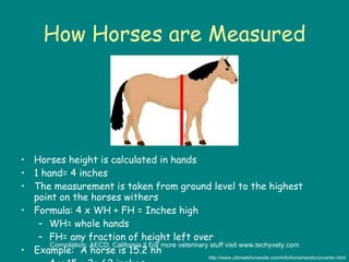 Intro to equine | PPS