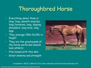 Intro to equine | PPS