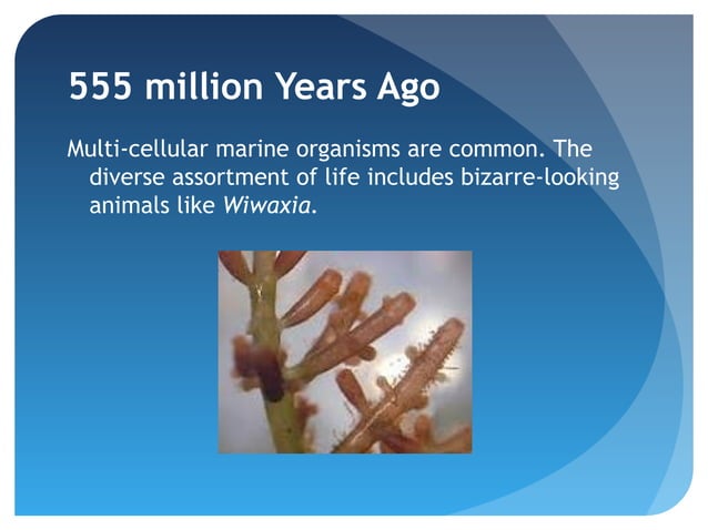 Intro to evolution | PPT | Biological Sciences | Science