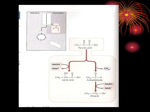 Introduction to fermentation | PPTX | Chemistry | Science