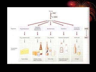 Introduction to fermentation | PPTX