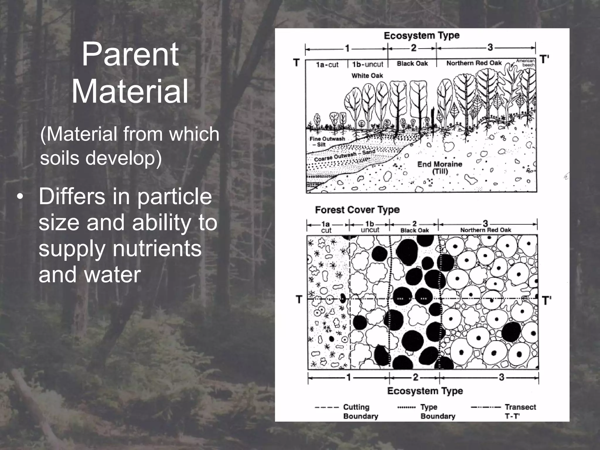 Intro To Forest Ecology | PPT