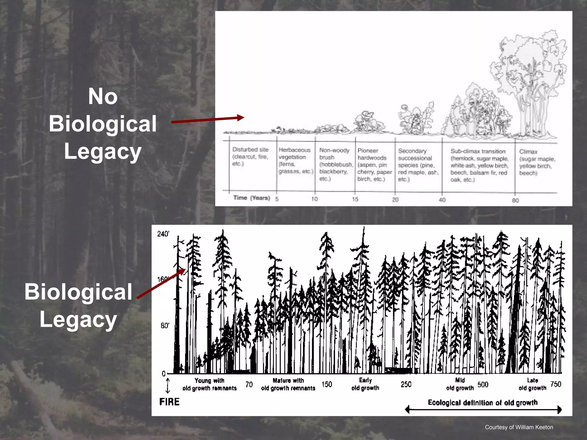 Intro To Forest Ecology | PPT