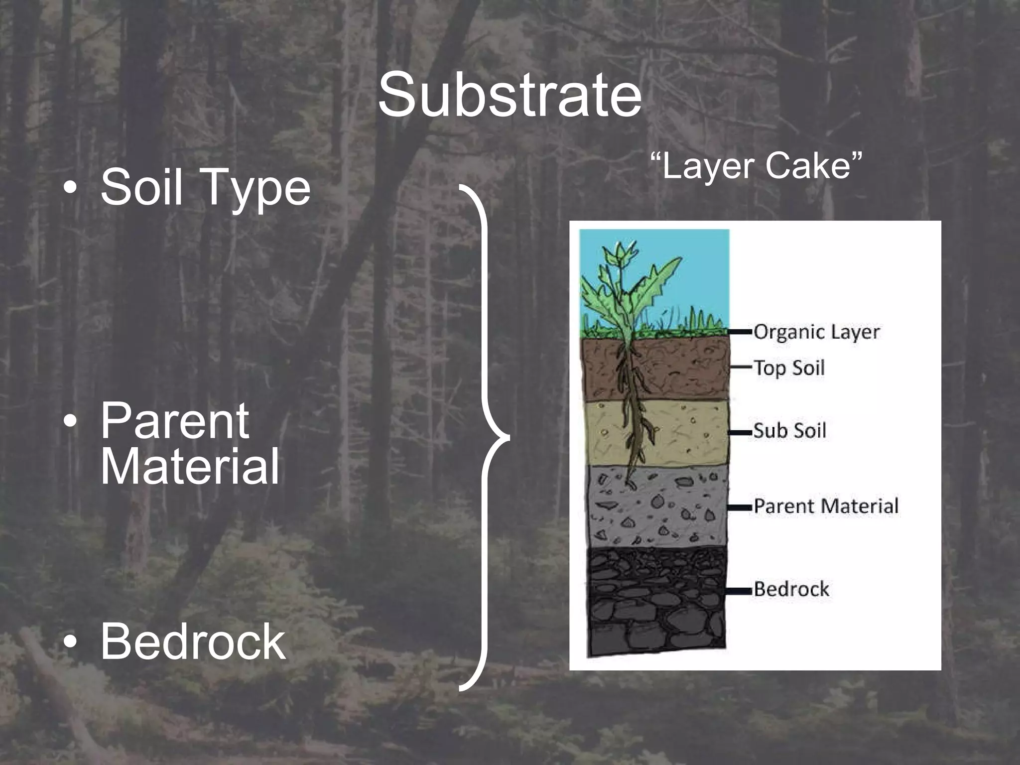 Intro To Forest Ecology | PPT