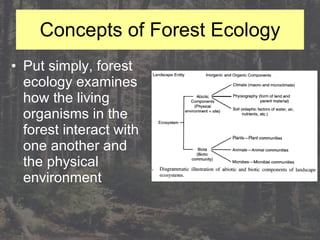 Intro To Forest Ecology | PPT