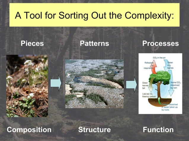 Intro To Forest Ecology | PPT | Geography | Science