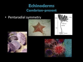 Intro to fossil lab | PPT