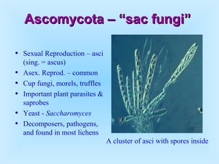 Sac Fungi Under Microscope