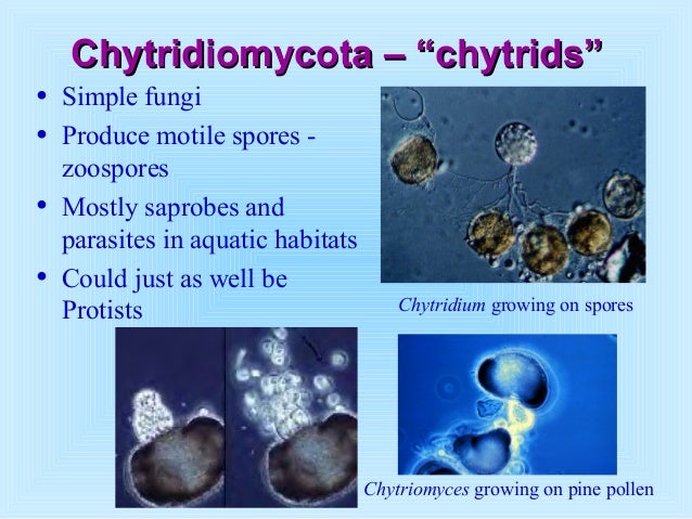 Intro to fungi_presentation