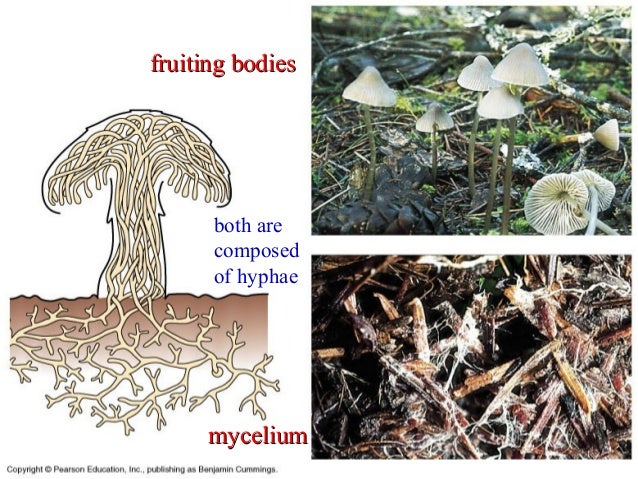 Intro To Fungipresentation
