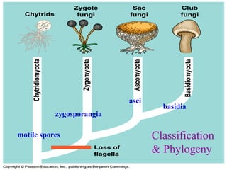 Intro to fungi_presentation - fall 2008 | PPT