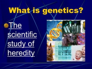 Intro to Genetics.ppt