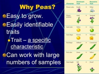 Intro to Genetics.ppt