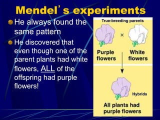 Intro to Genetics.ppt
