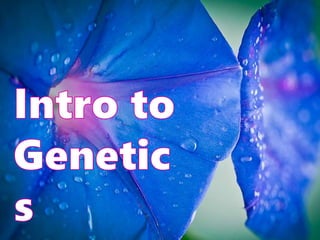 Intro to Genetics.pptx- SCIENCE- BIOLOGY | PPTX