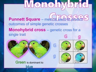 Intro to Genetics.pptx- SCIENCE- BIOLOGY | PPTX