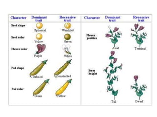 Intro to Mendel and Genetics | PPT