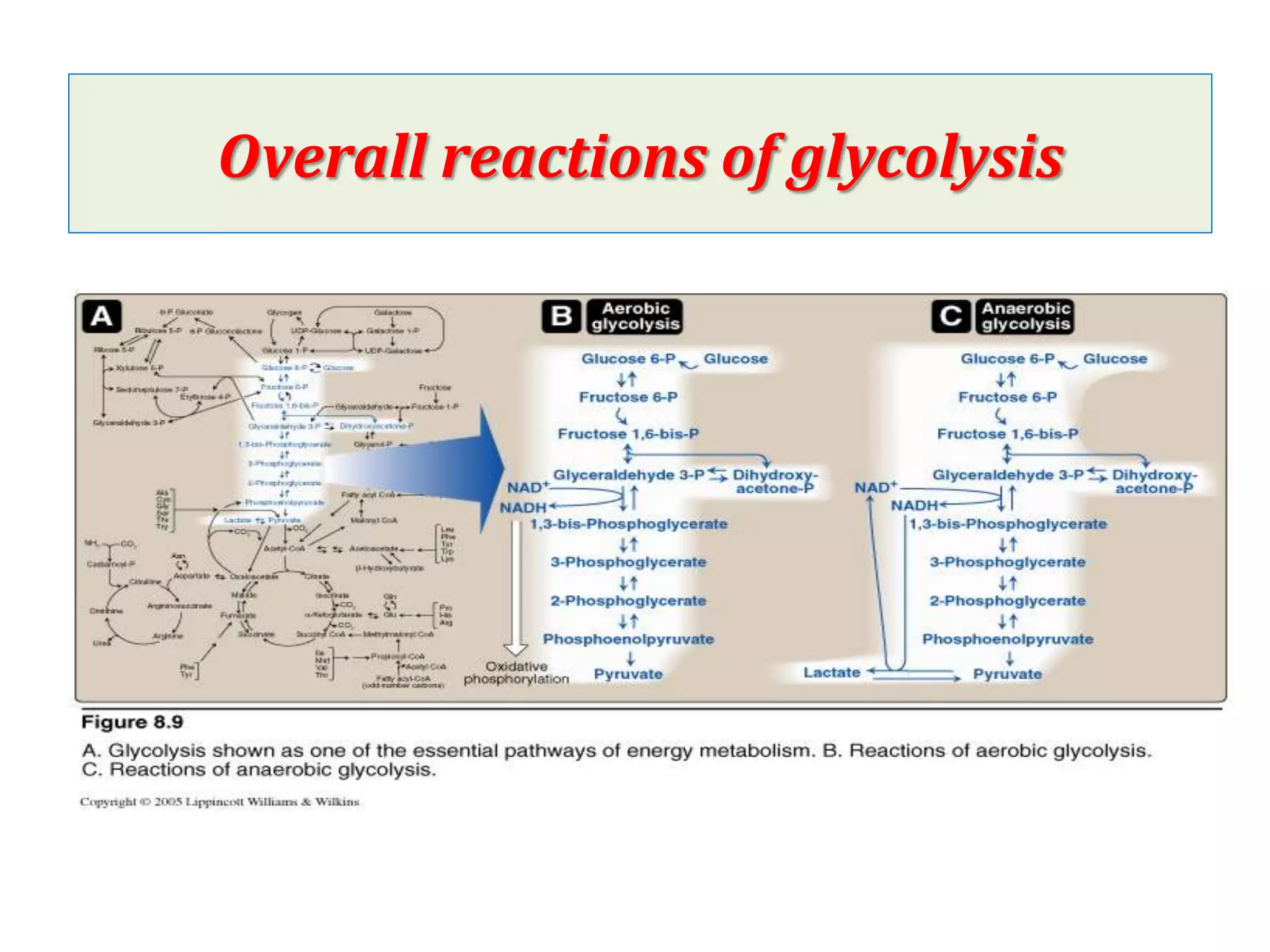 Intro to Glucose Met. Glycolysis.pptx