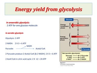 Intro to Glucose Met. Glycolysis.pptx | Chemistry | Science