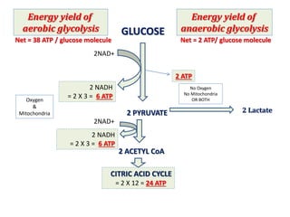 Intro to Glucose Met. Glycolysis.pptx