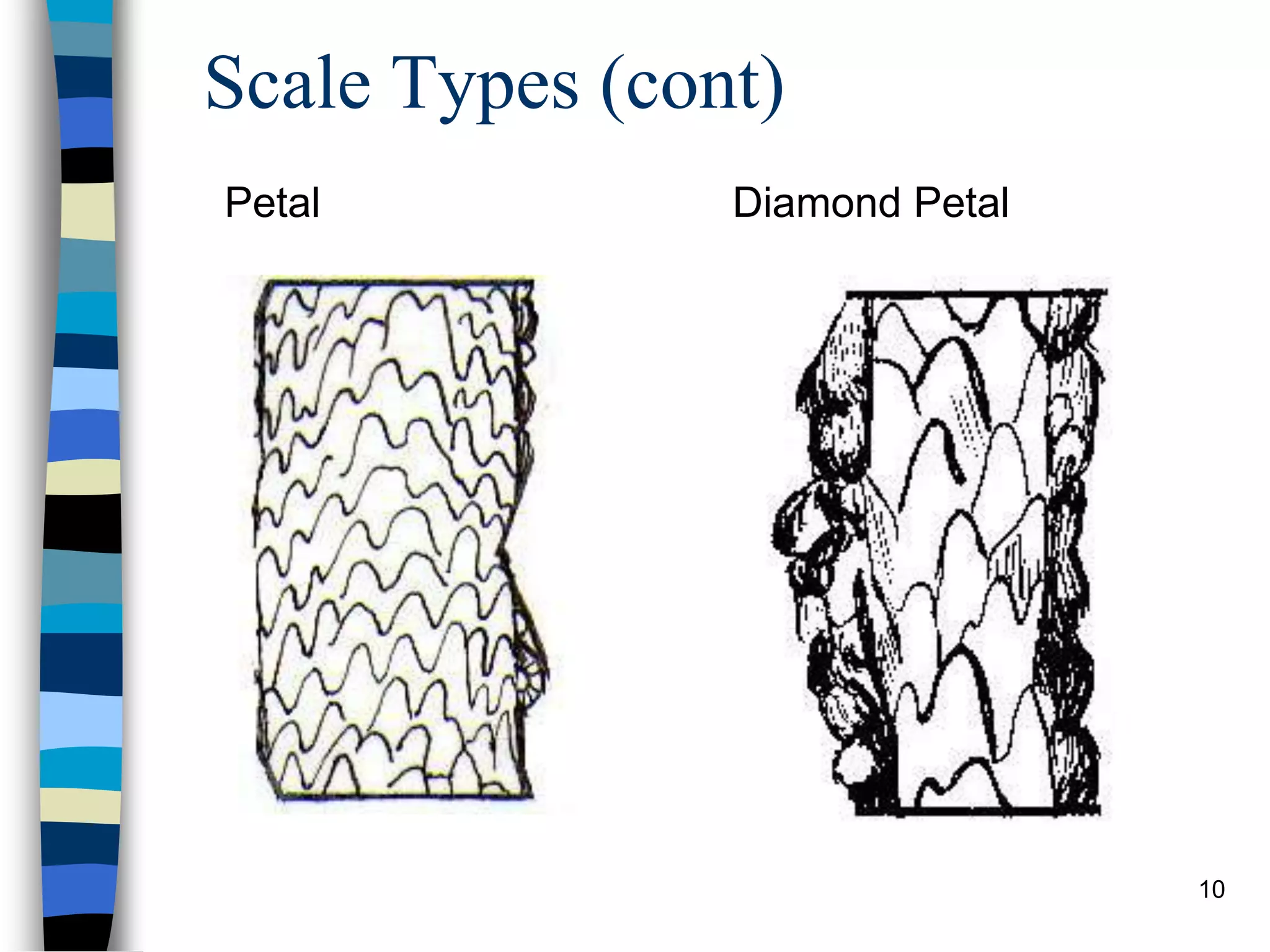 Introduction to hair | PPTX