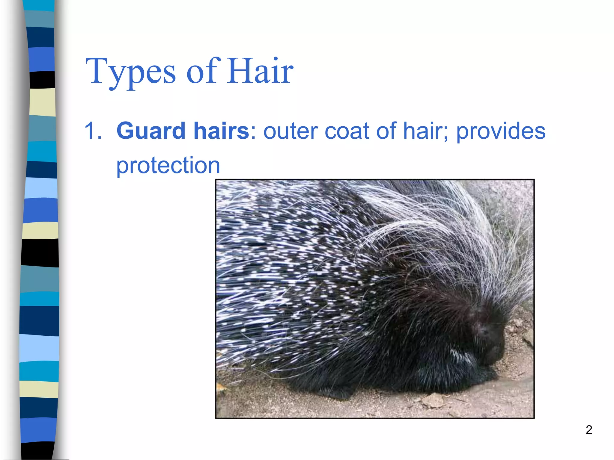 Introduction to hair | PPTX