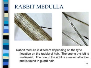 Introduction to hair | PPTX