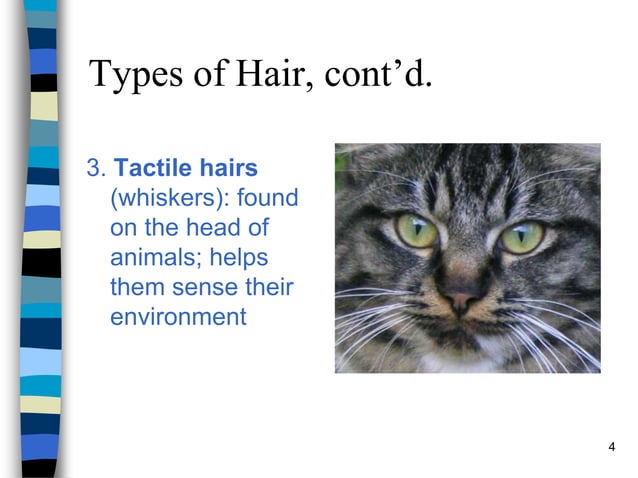 Introduction to hair | PPTX