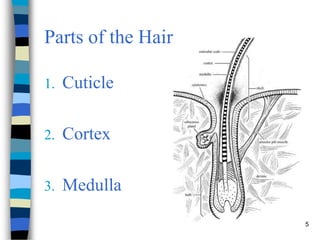 Introduction to hair | PPTX