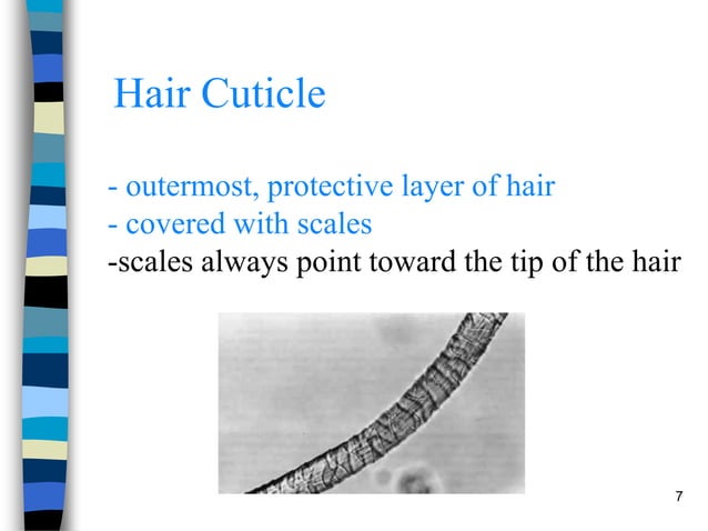 Introduction to hair | PPTX