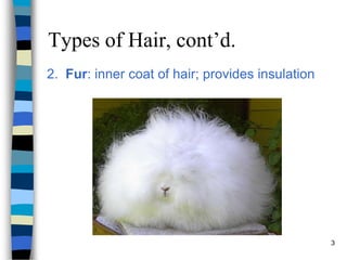 Introduction to hair | PPT