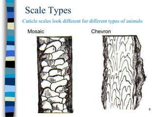 Introduction to hair | PPT