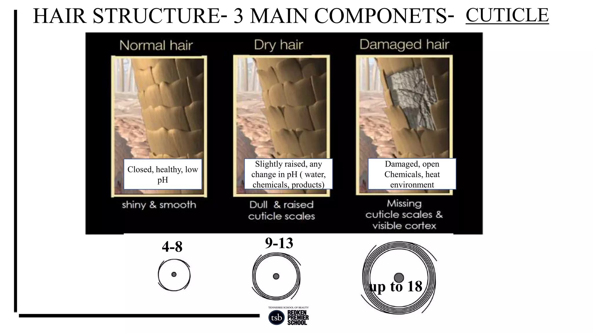 Intro to hair week 1 | PPTX
