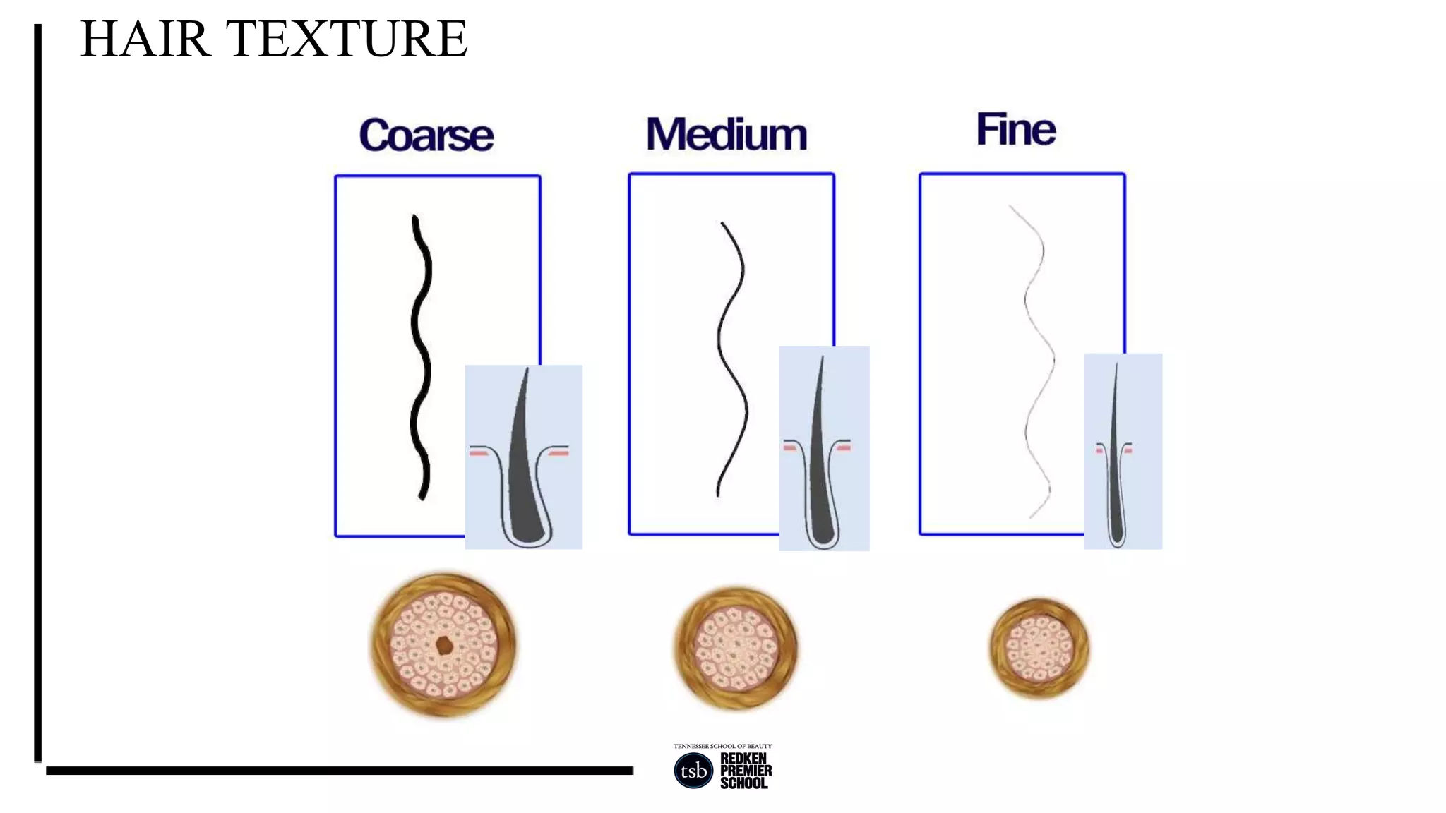 Intro to hair week 1 | PPTX