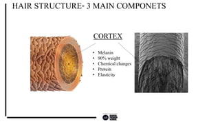 Intro to hair week 1 | PPTX